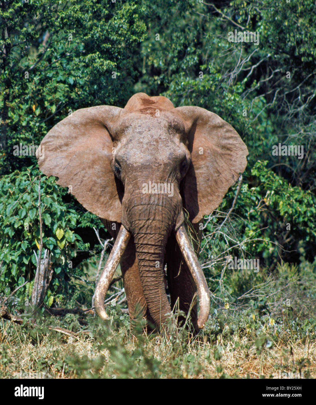 A fine old bull elephant with heavy tusks on Marsabit Mountain. Until ...