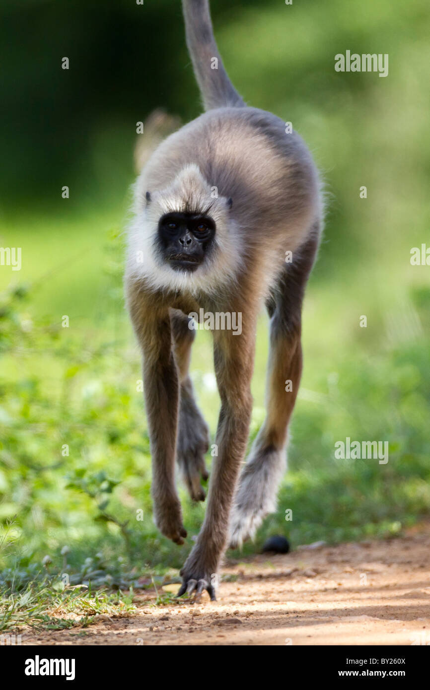 Tufted Grey Langur aka Hanuman monkey - Semnopithecus priam thersites ...