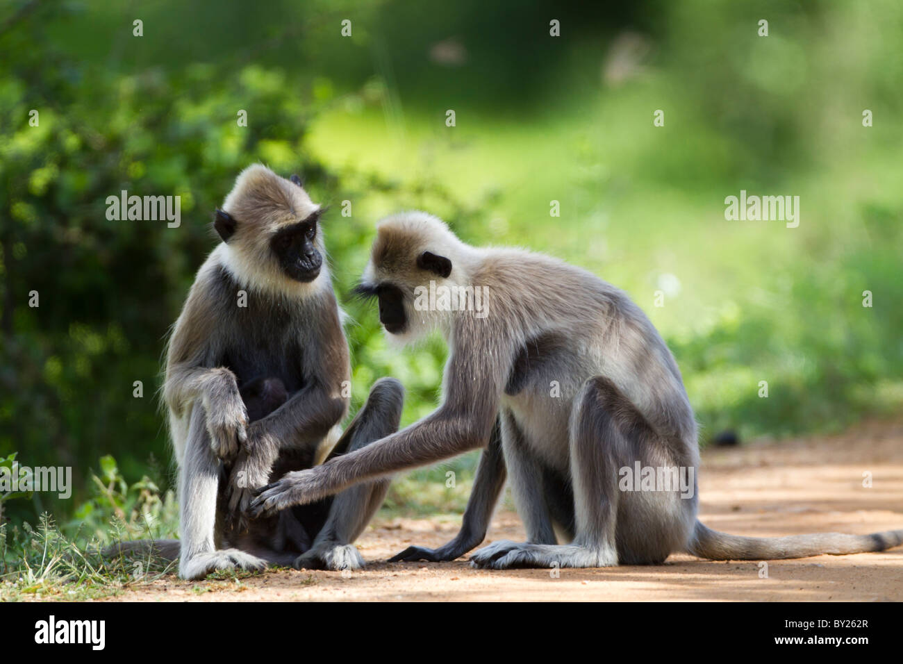 Tufted Grey Langur aka Hanuman monkey - Semnopithecus priam thersites ...