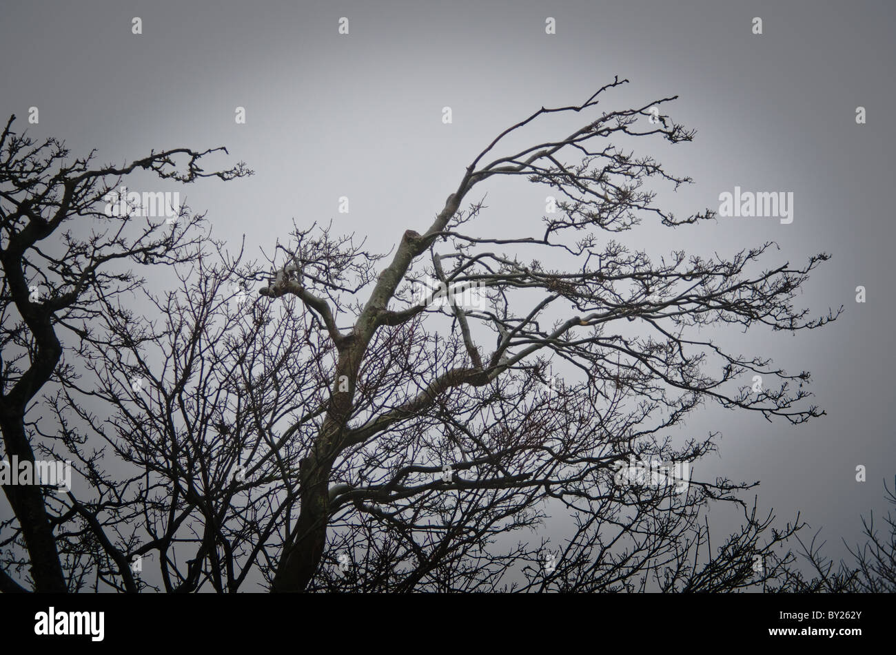 Wind swept tree in mist and gray skies Stock Photo - Alamy