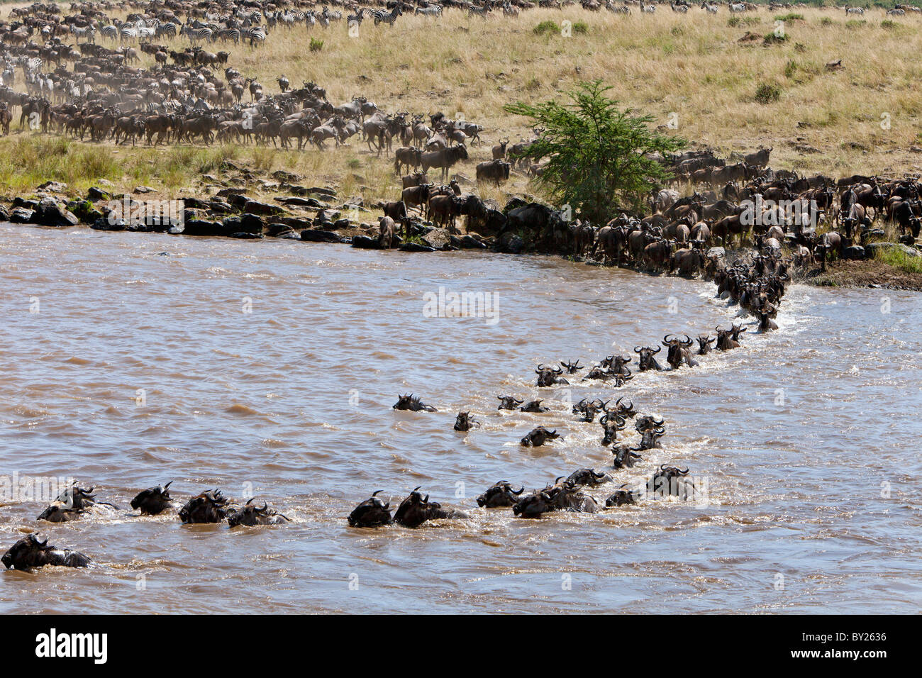 Wildebeest crossing the Mara River during their annual migration from ...