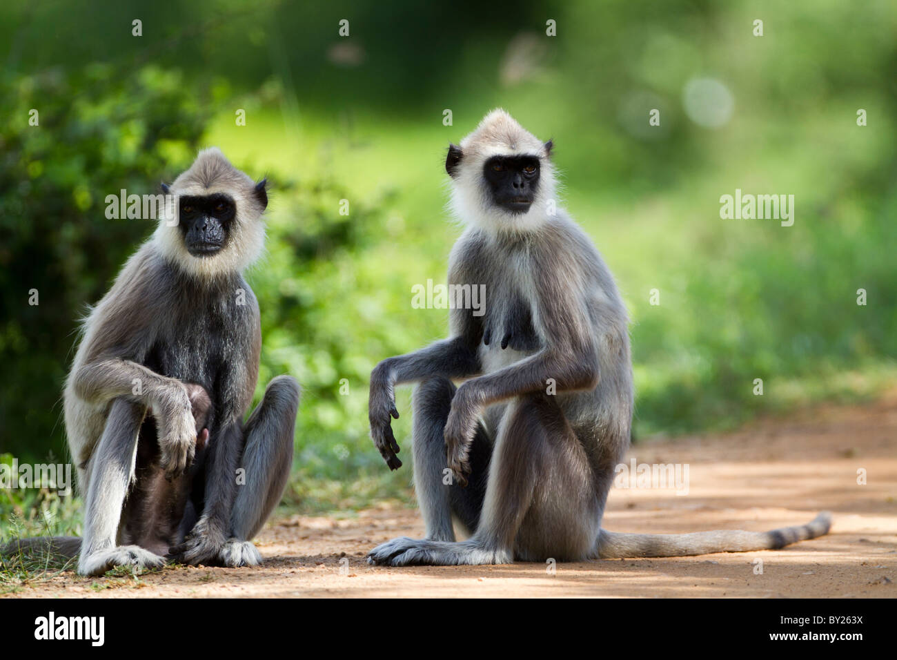 Hanuman Temple Sri Lanka Stock Photos & Hanuman Temple Sri Lanka Stock ...