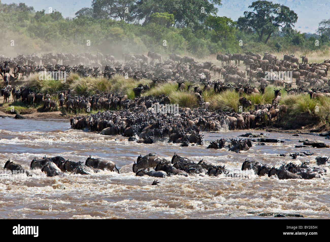 Wildebeest crossing the Mara River during their annual migration from ...