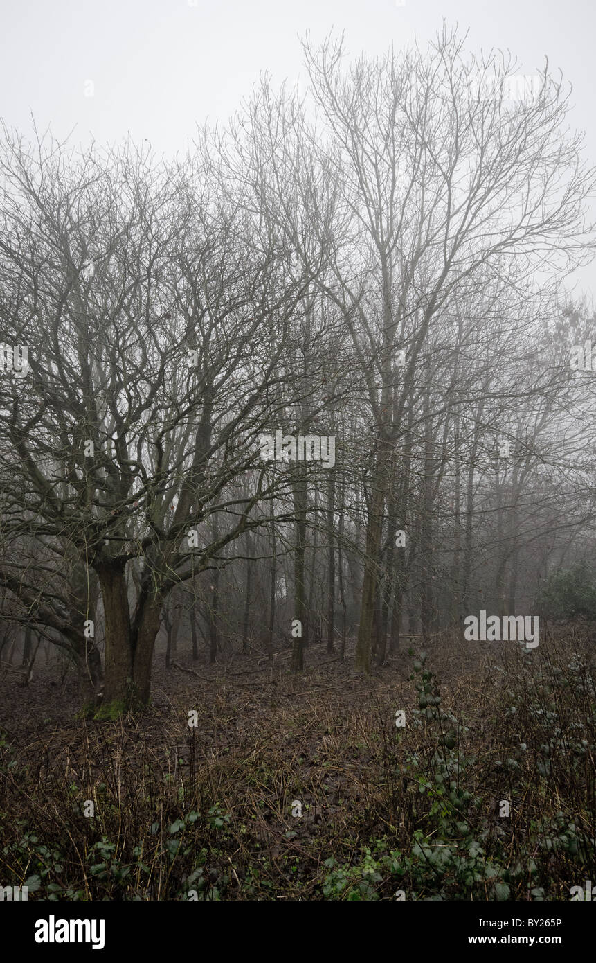 Woodlands in winter hi-res stock photography and images - Alamy