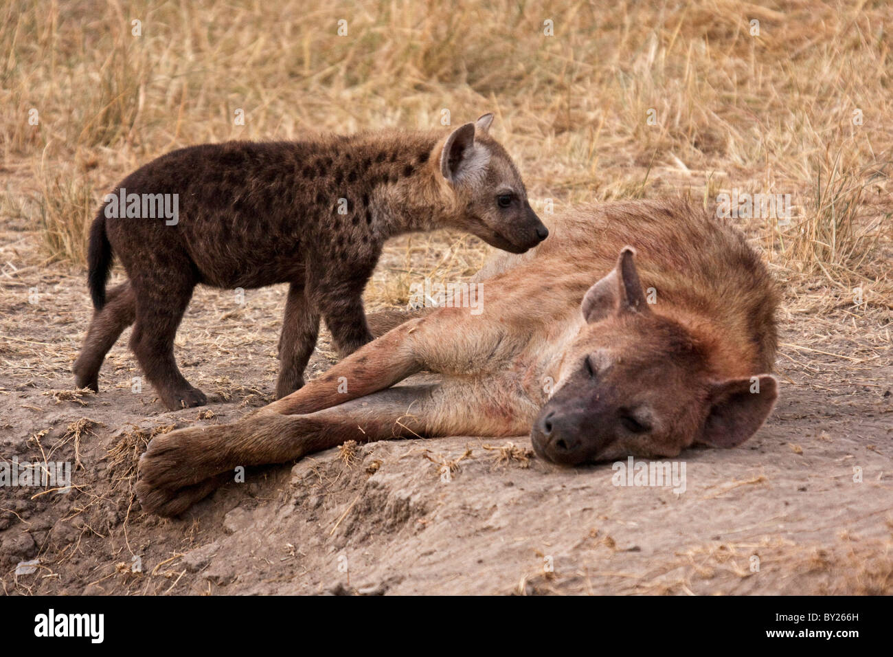 Kenya, Masai Mara. A mother spotted hyena and her pup, on the plains of ...