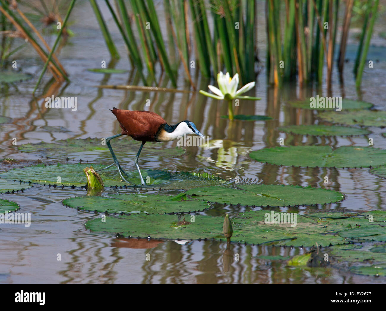 Lily trotter hi-res stock photography and images - Alamy
