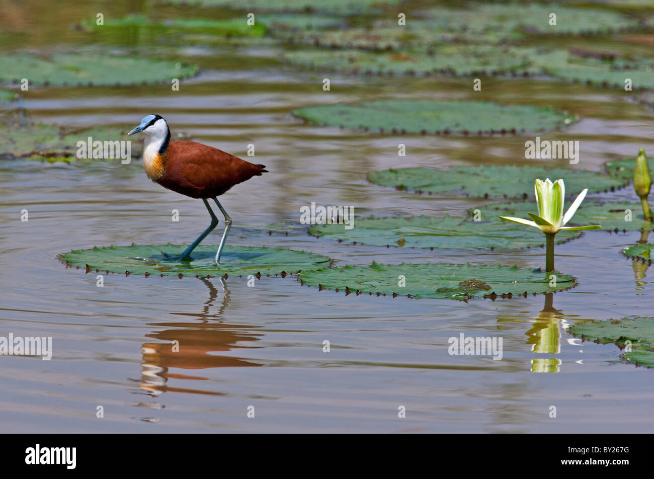 Lily trotter hi-res stock photography and images - Alamy
