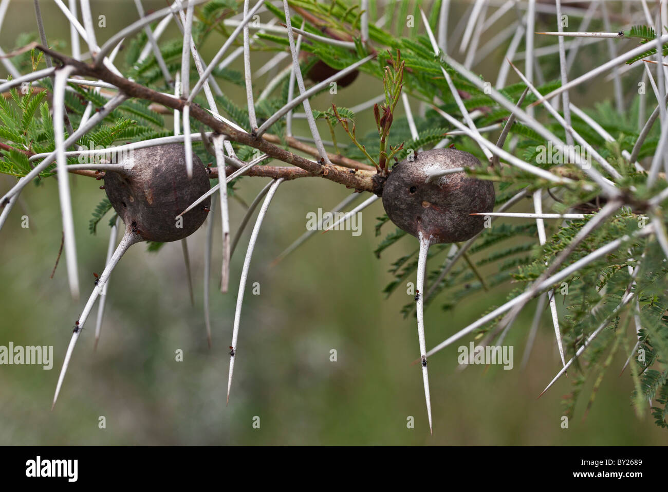 Thorns and galls of the whistling thorn, Acacia drepanolobium ...