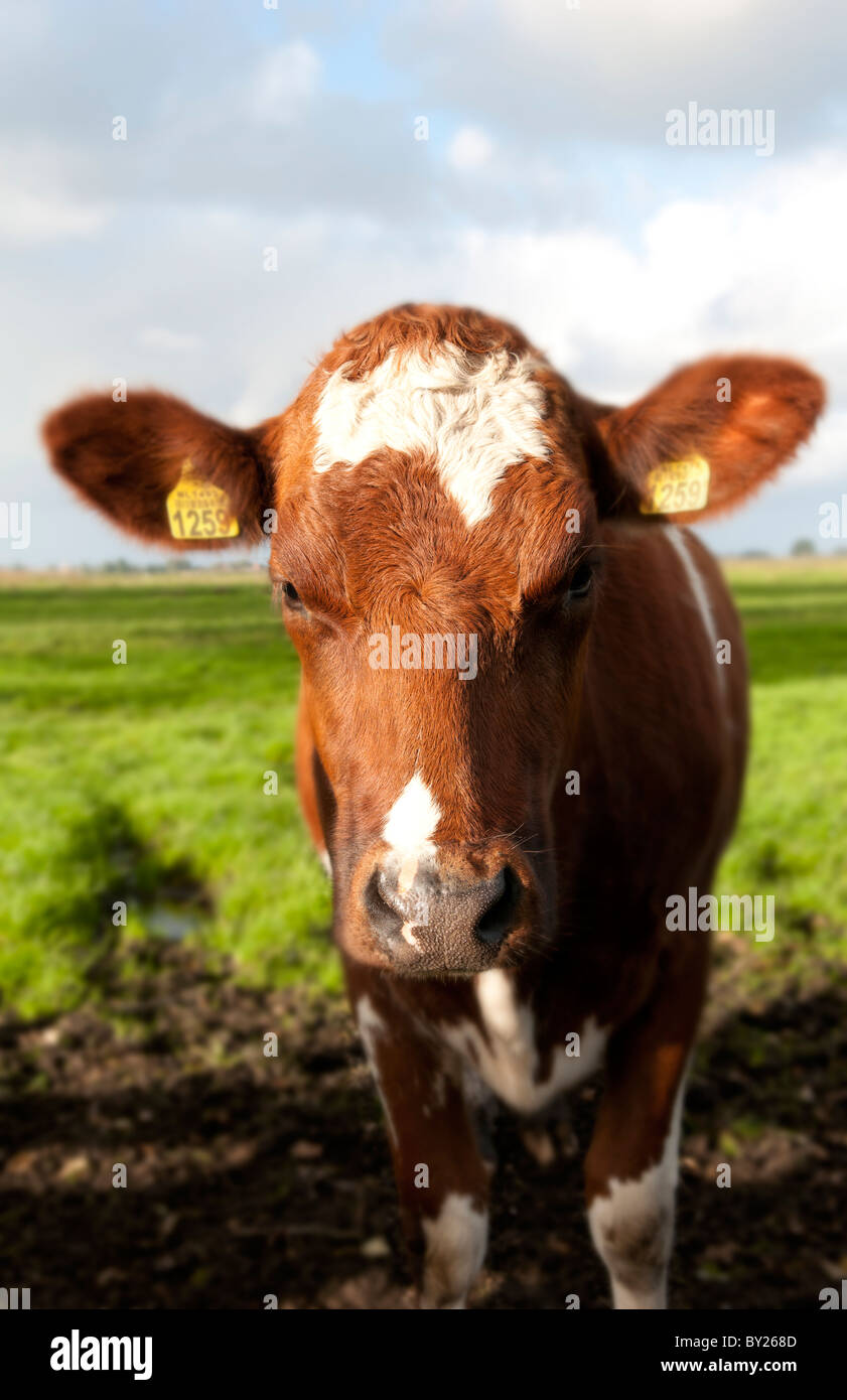 Single cow in dairy farm in farming area of village of Edam near ...