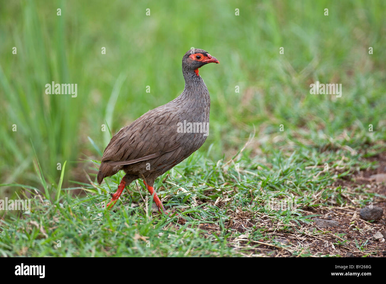 A Red-necked Spurfowl in Ruma National Park Stock Photo - Alamy