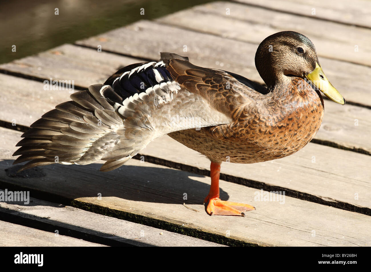 Duck detail hi-res stock photography and images - Alamy