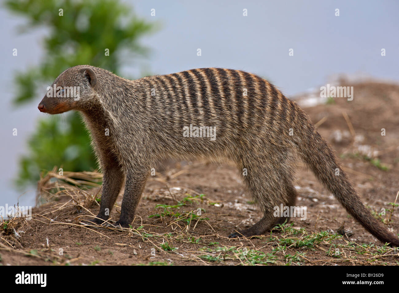 Banded mongoose looks out over hi-res stock photography and images - Alamy
