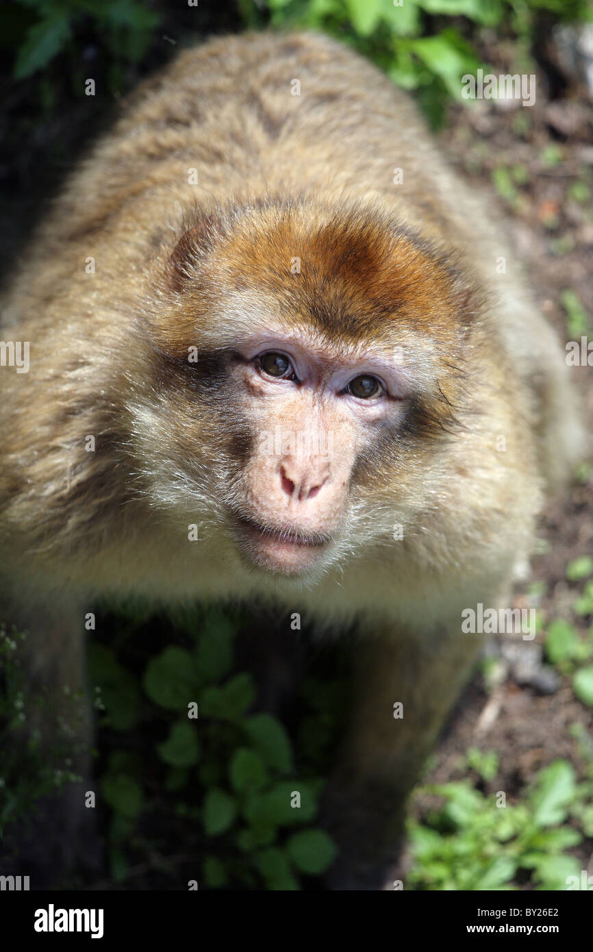 Barbary Macaque (Macaca Sylvanus Stock Photo - Alamy