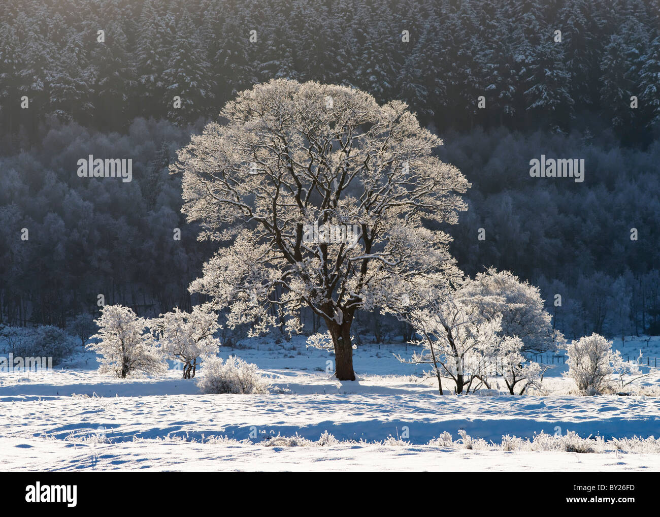 Lit tree hi-res stock photography and images - Alamy