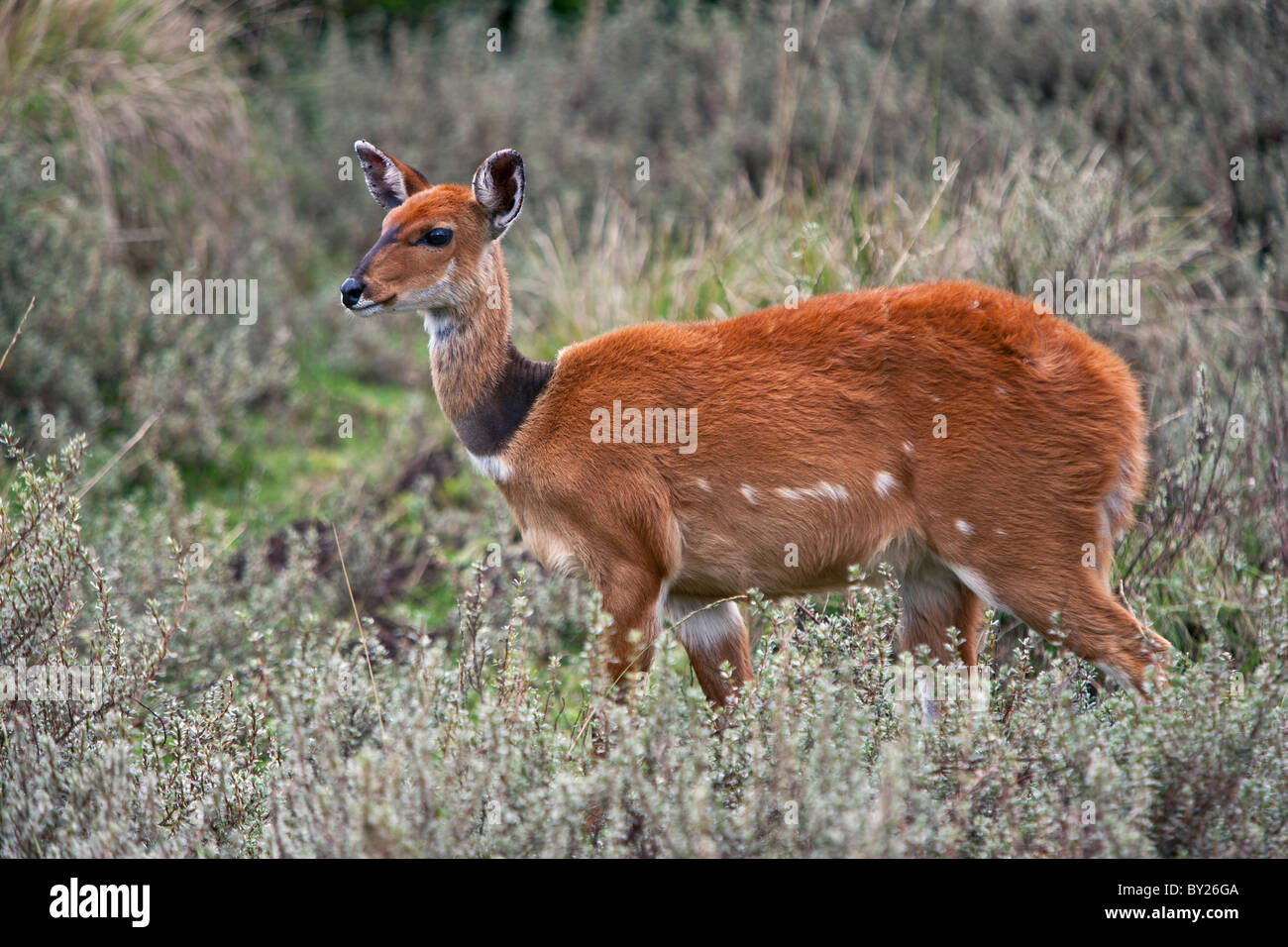 A female bushbuck at an altitude of 10,000 feet on the moorlands of the ...