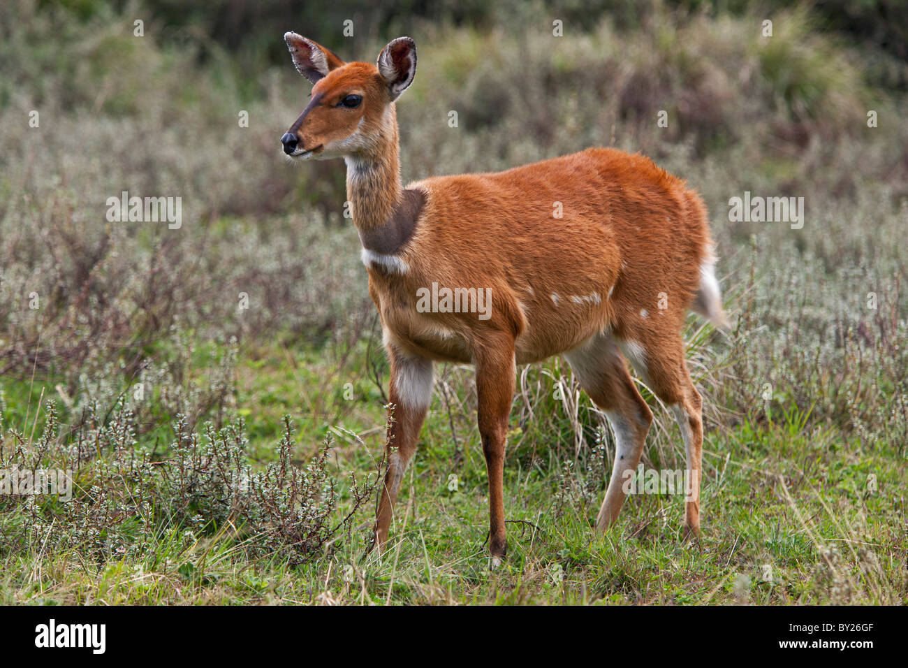 A female bushbuck at an altitude of 10,000 feet on the moorlands of the ...