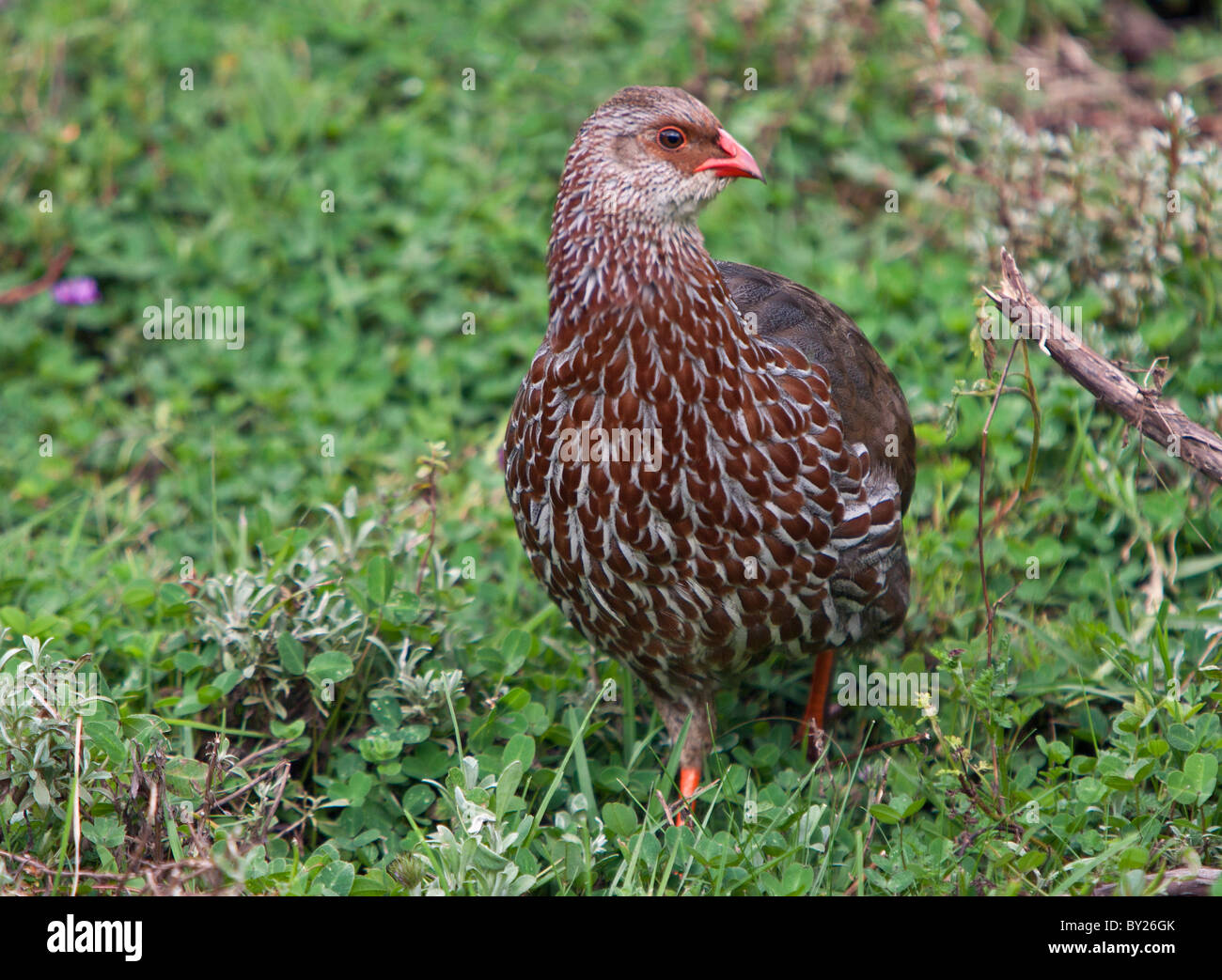 Jackson s francolin hi-res stock photography and images - Alamy