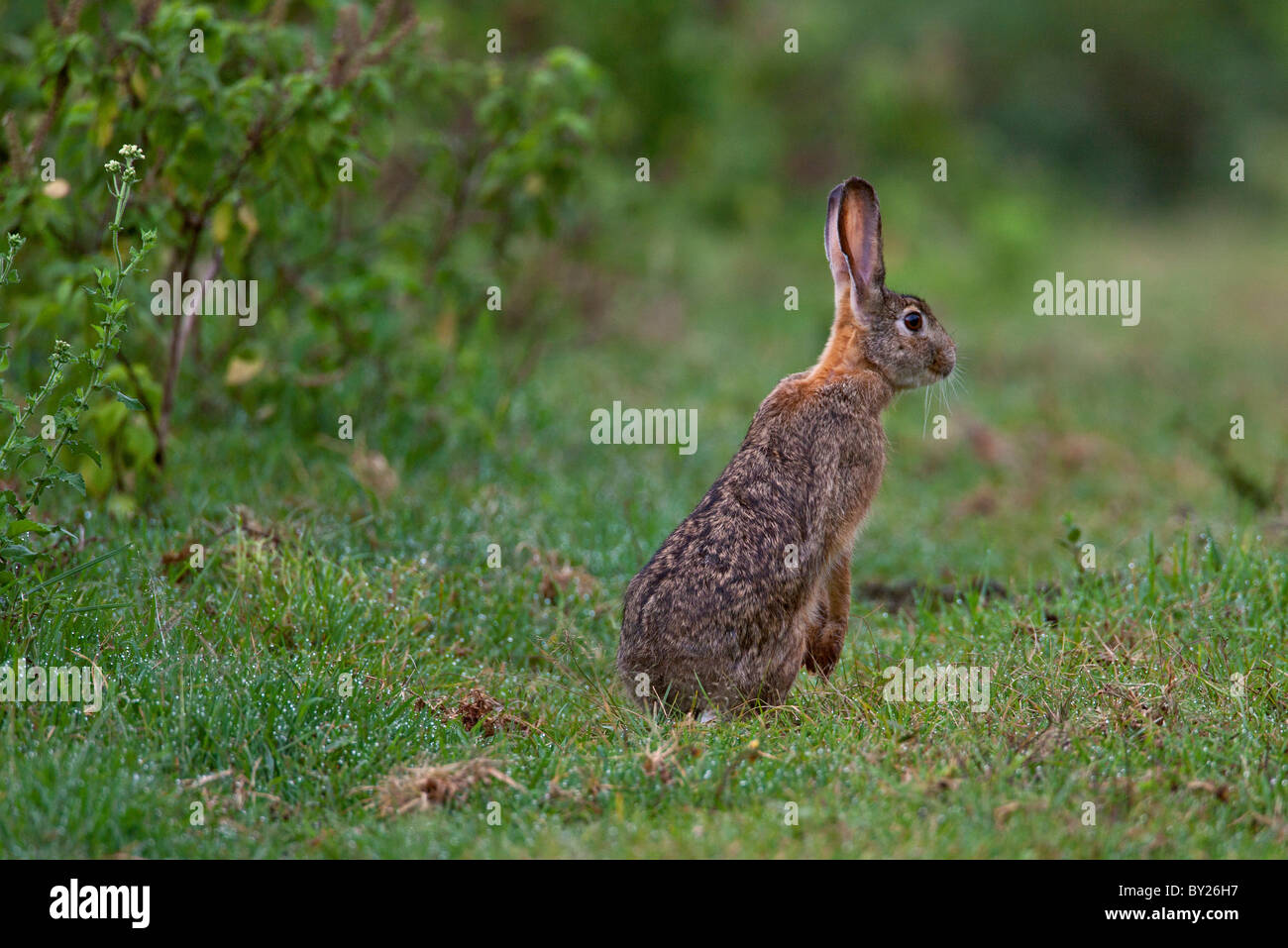 African hare hi-res stock photography and images - Alamy