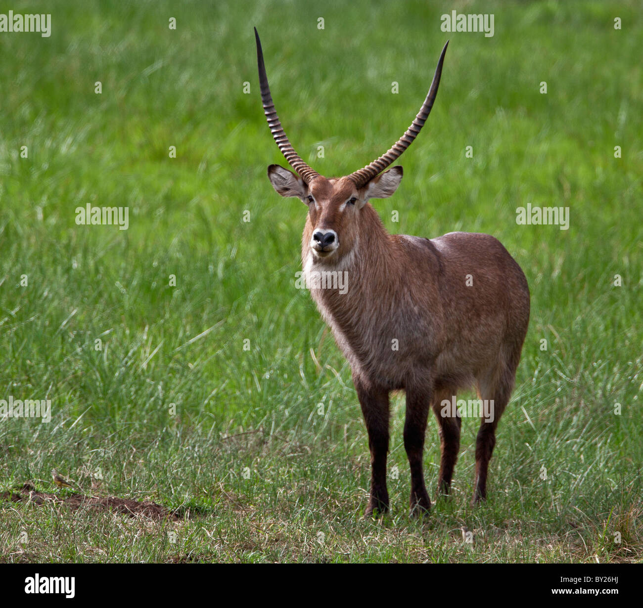 A fine male Defassa Waterbuck in the Salient of the Aberdare National ...
