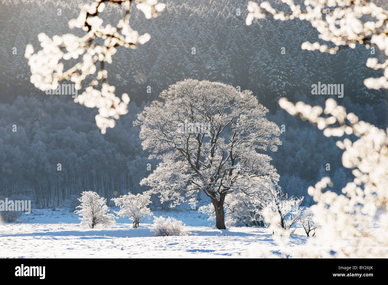 Lit tree hi-res stock photography and images - Alamy