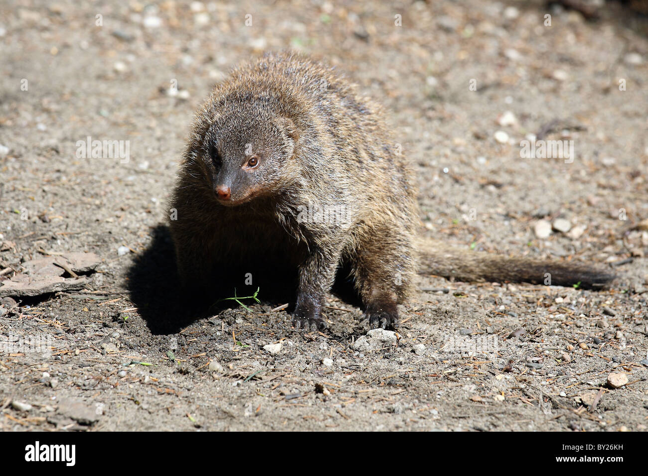 Banded Mongoose in zoo. Wroclaw, Poland Stock Photo - Alamy