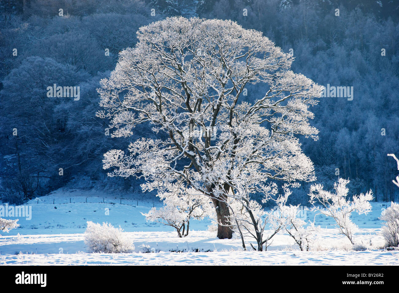 Lit tree hi-res stock photography and images - Alamy