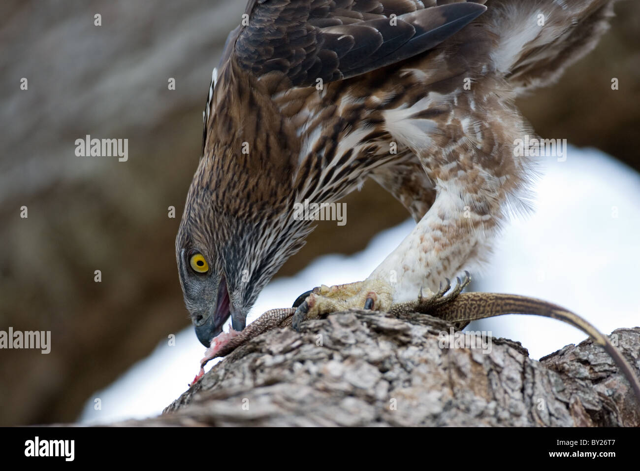 Monitor lizard eating hi-res stock photography and images - Alamy