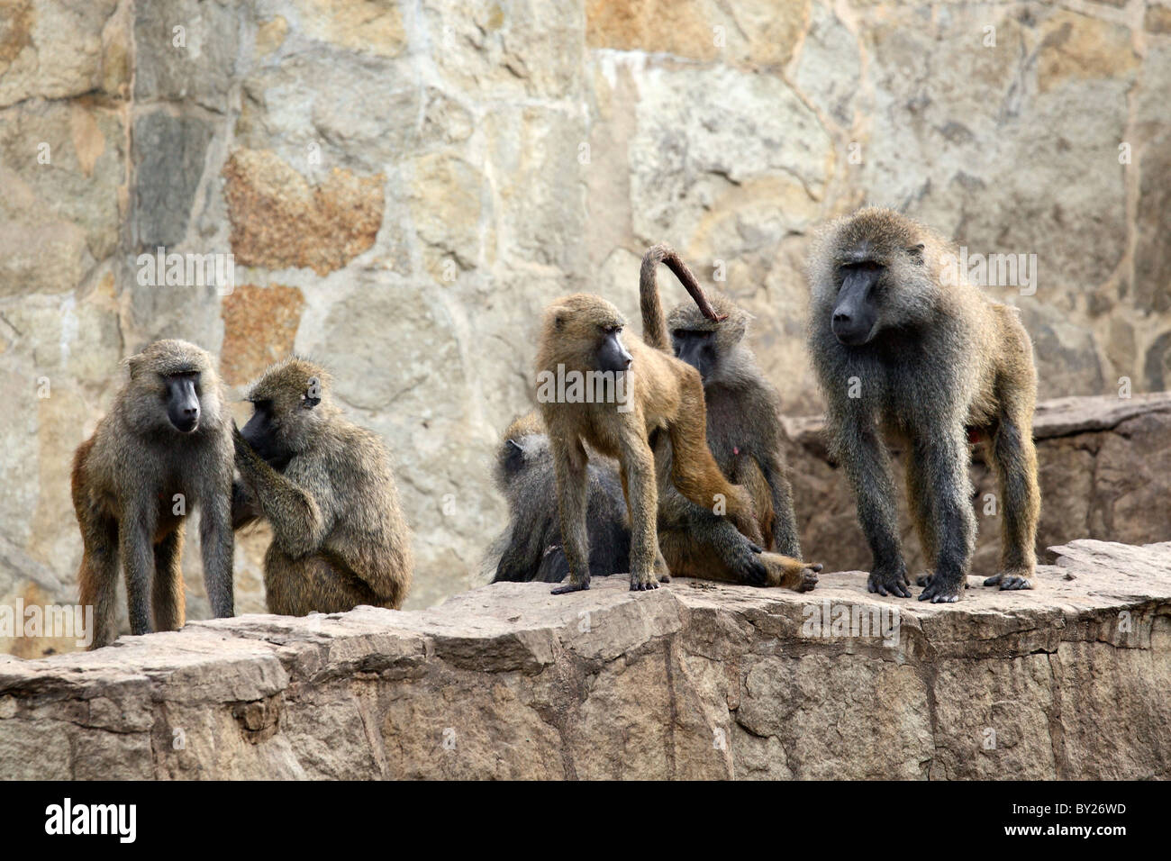 Herd of baboons in zoo. Wroclaw, Poland Stock Photo - Alamy