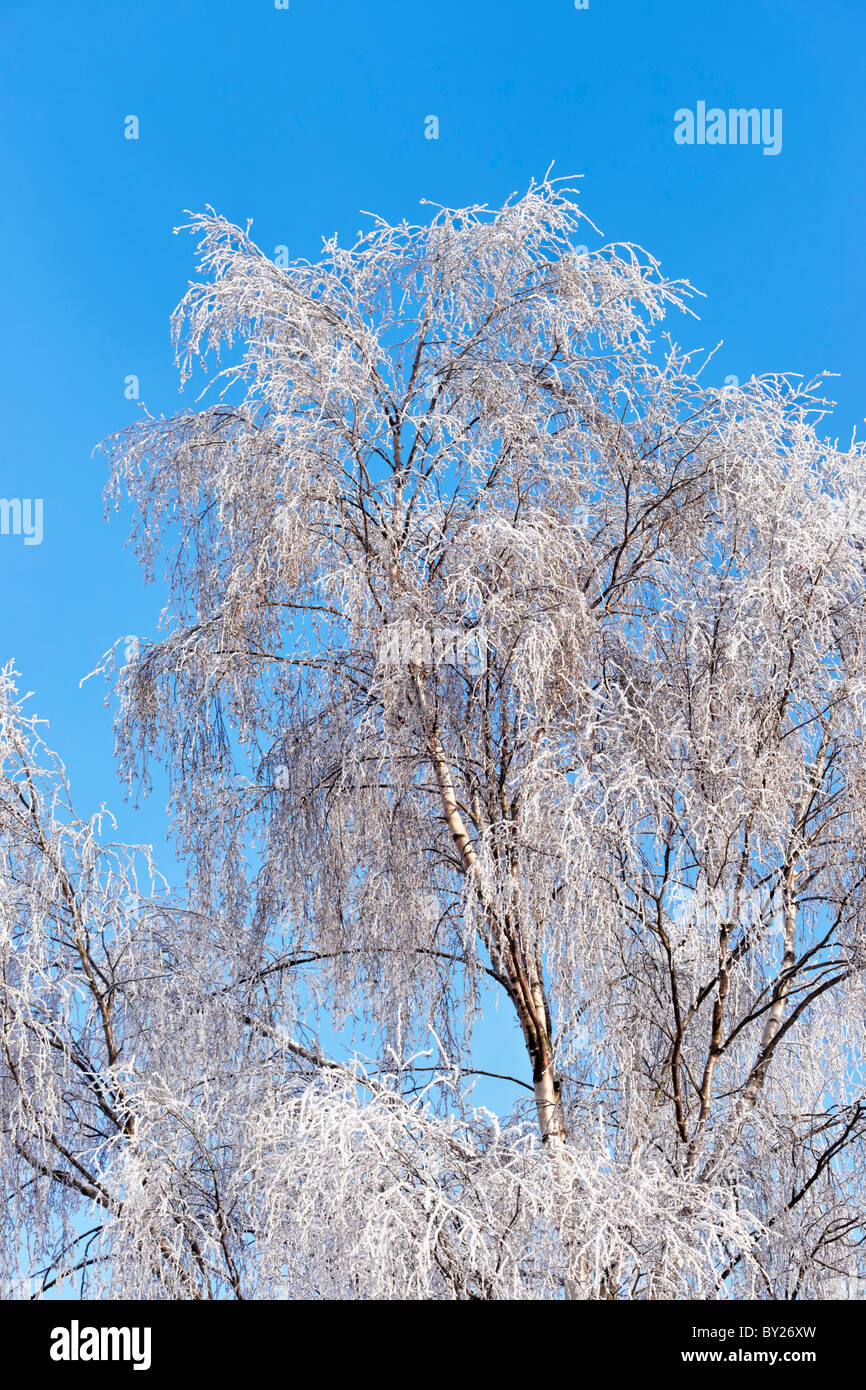 Silver birch tree in winter hi-res stock photography and images - Alamy