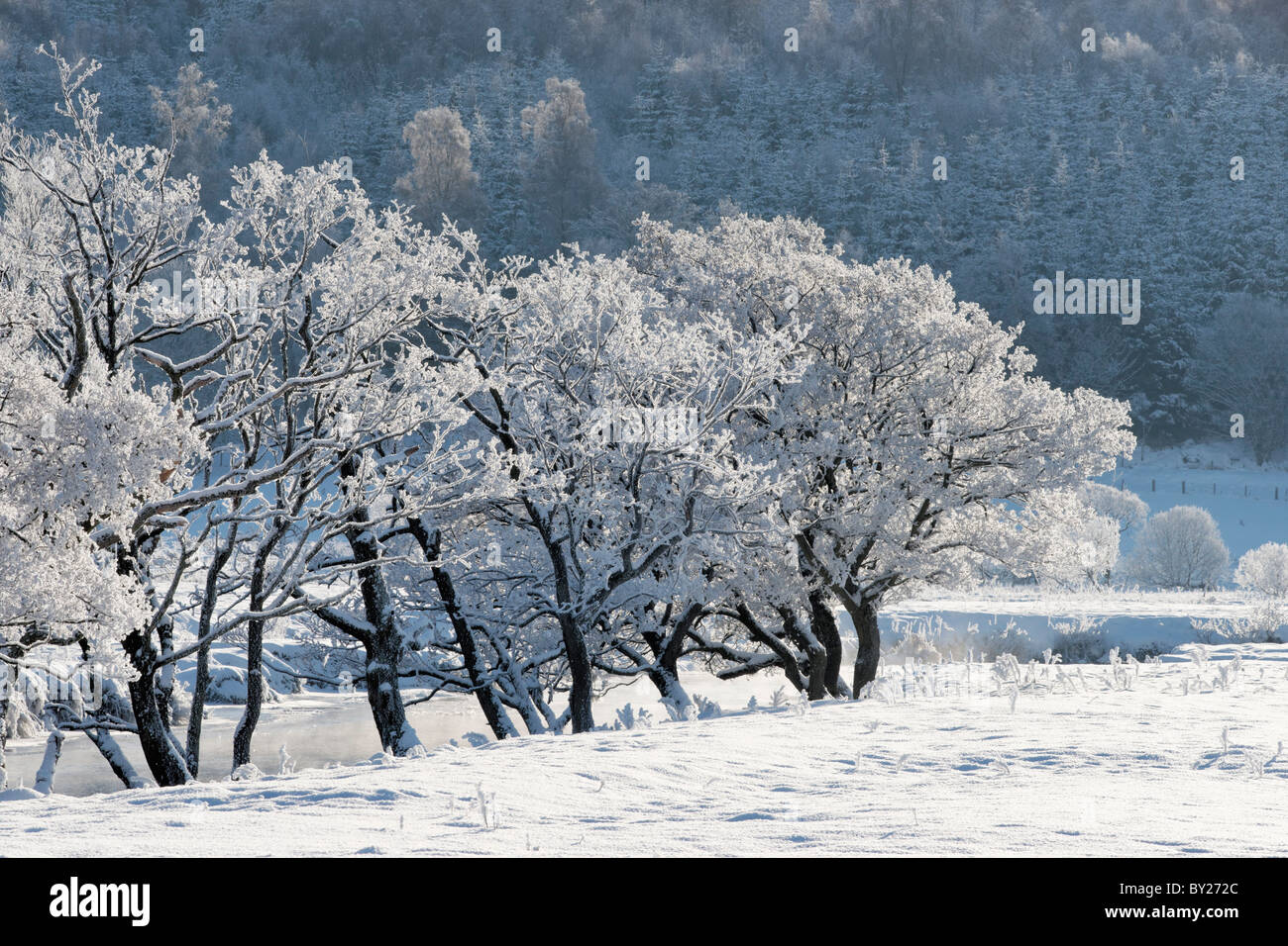 Backlit trees snow hi-res stock photography and images - Alamy