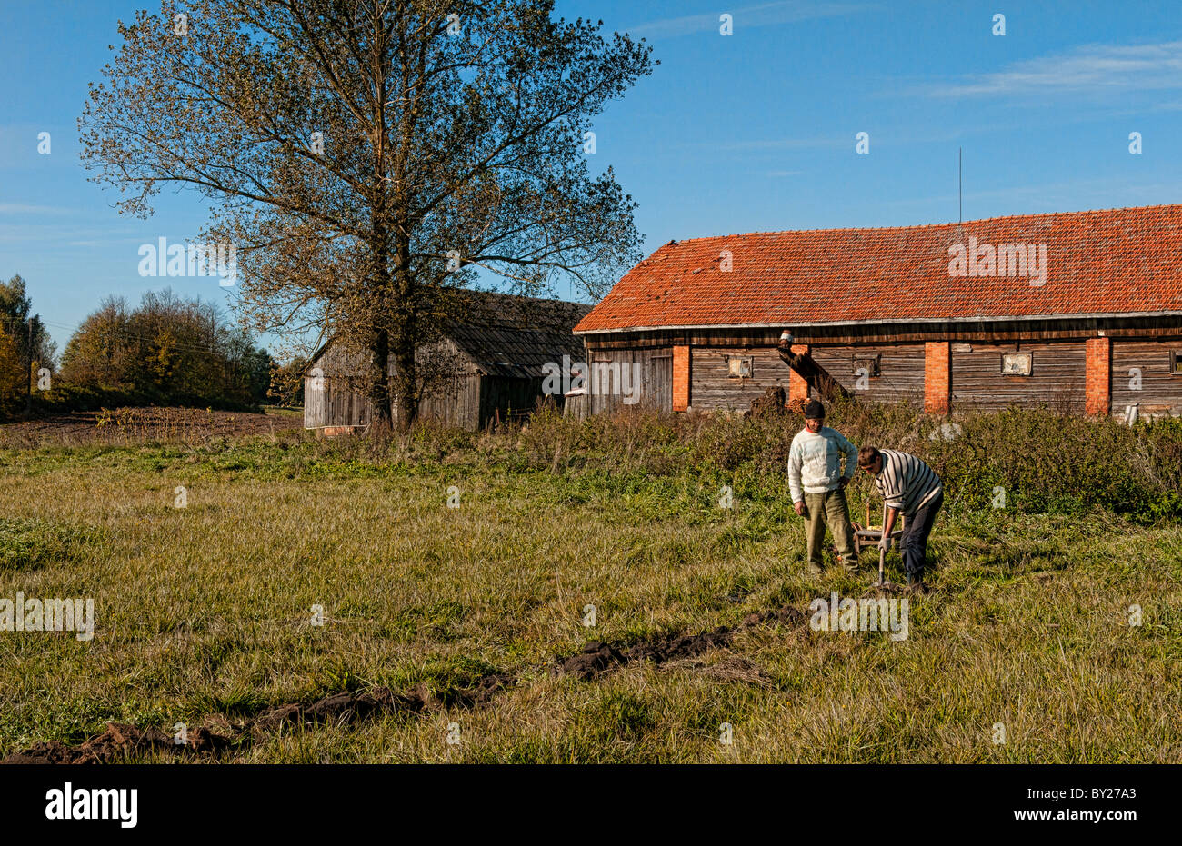 Poor simple father son farmers working in farm in Marijampole in ...