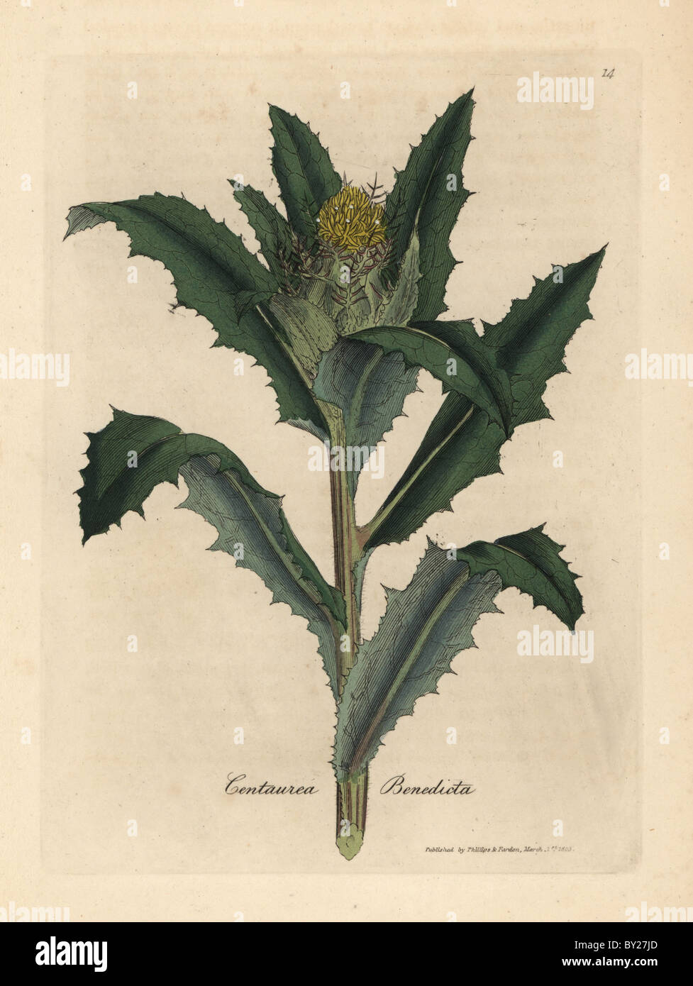 Centaurea benedicta hi-res stock photography and images - Alamy