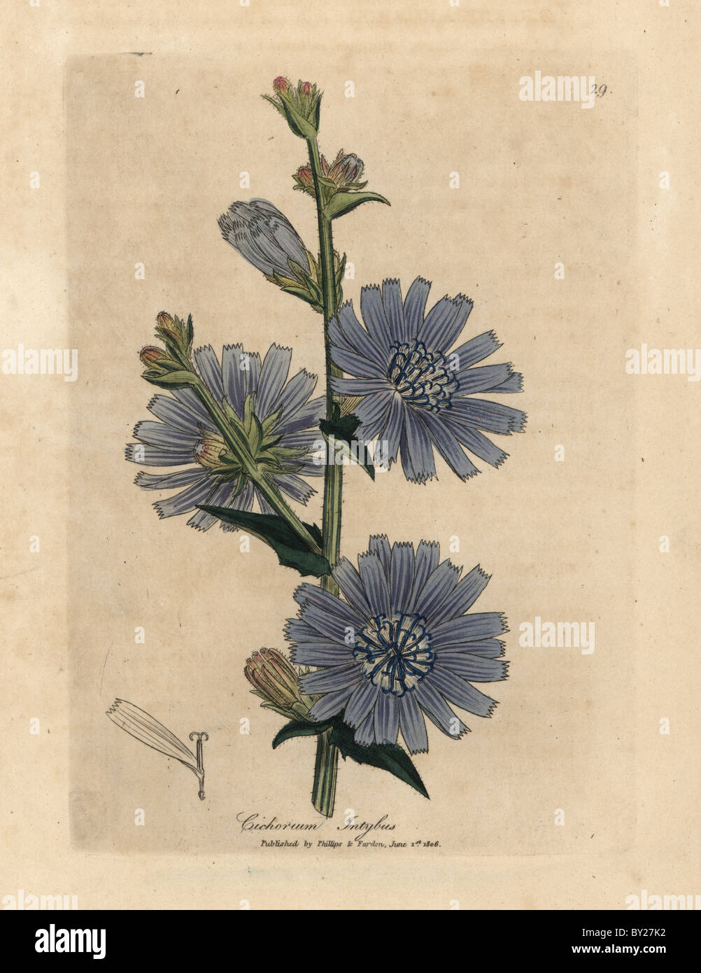 Blue flowered wild succory or chicory, Cichorium intybus Stock Photo ...