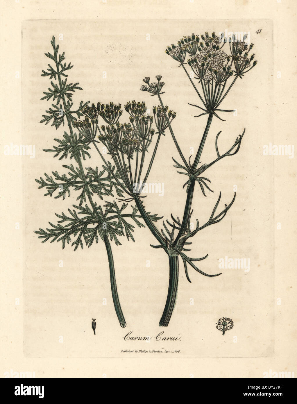 Common caraway, Carum carui Stock Photo - Alamy