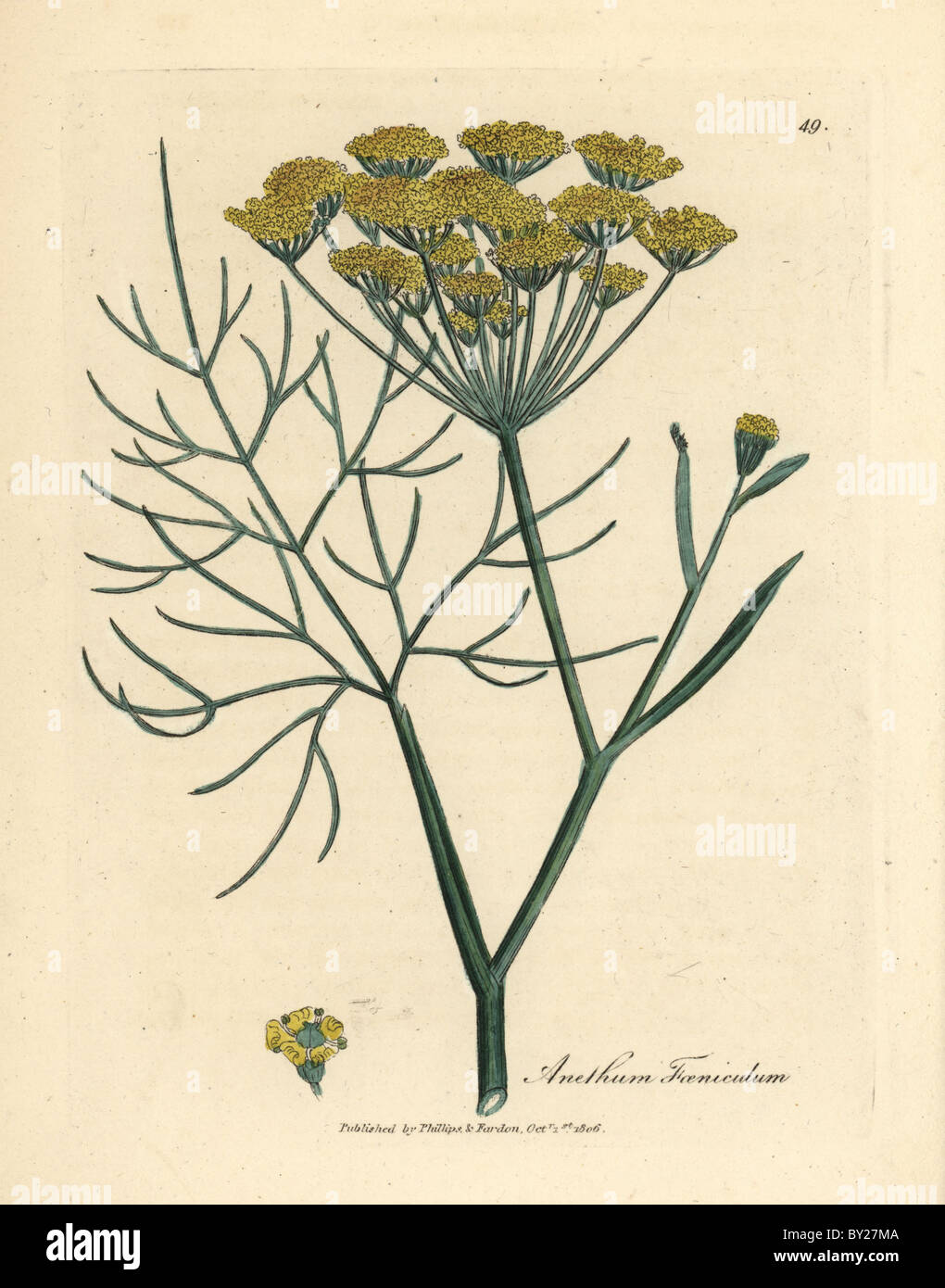 Yellow flowered fennel, Anethum foeniculum Stock Photo - Alamy