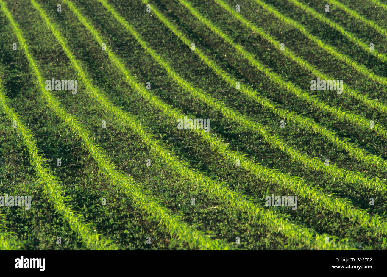 Maize crop pattern, spring, farmland, West Yorkshire, UK Stock Photo ...