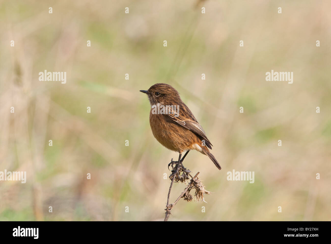 Chat bird hi-res stock photography and images - Alamy