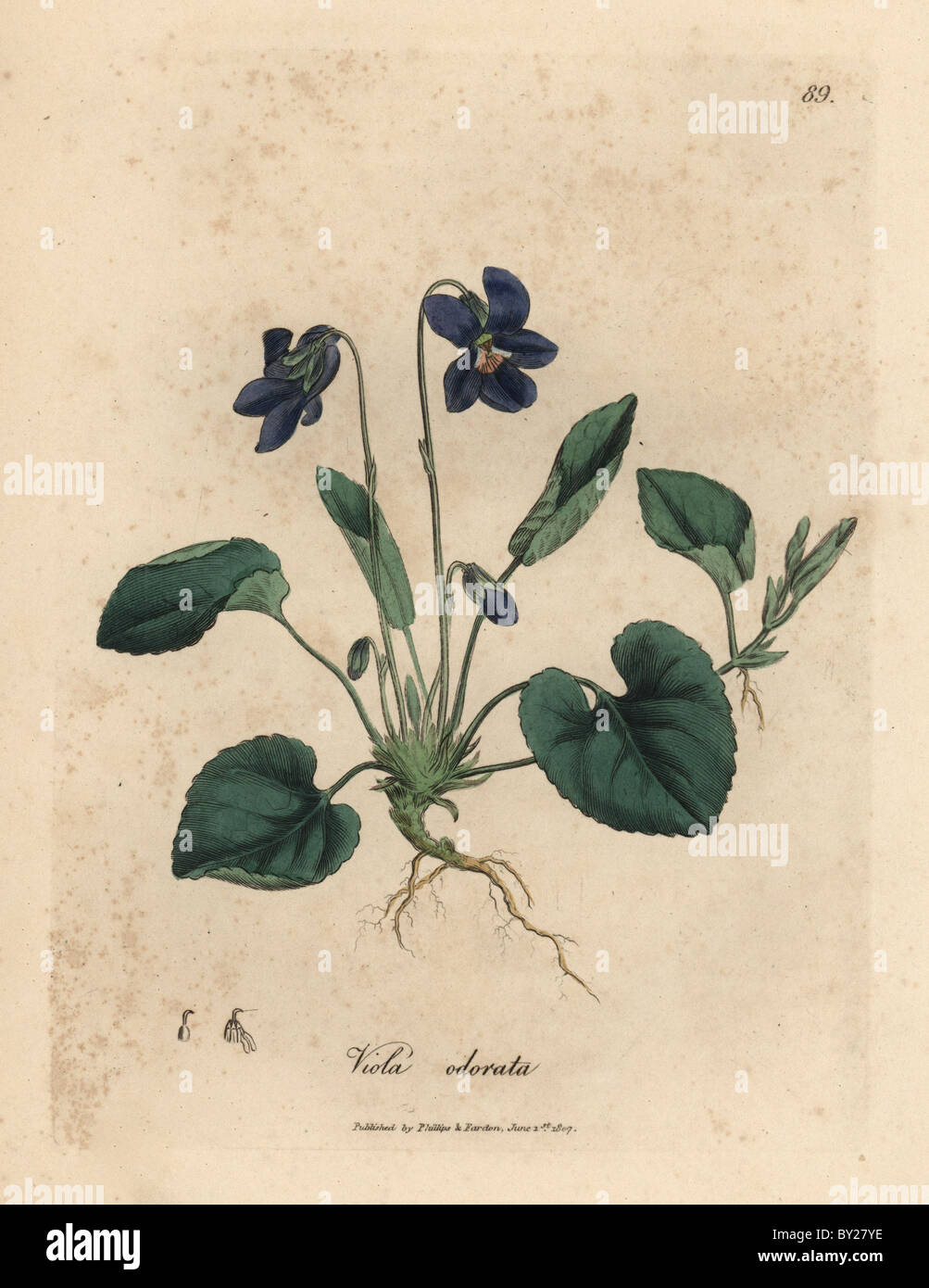 Viola odorata illustration hi-res stock photography and images - Alamy