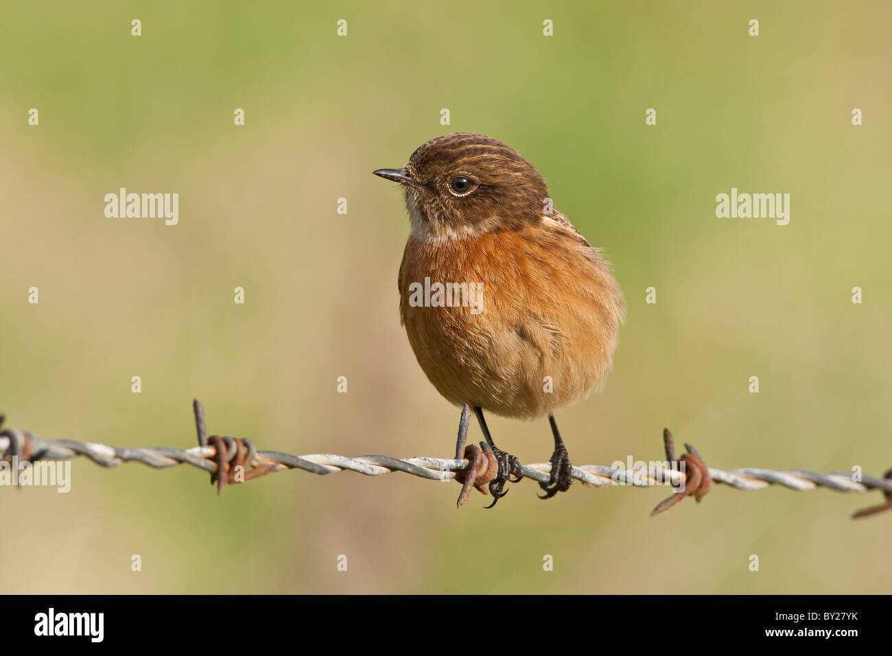 Stonechat On A Wire High Resolution Stock Photography and Images - Alamy
