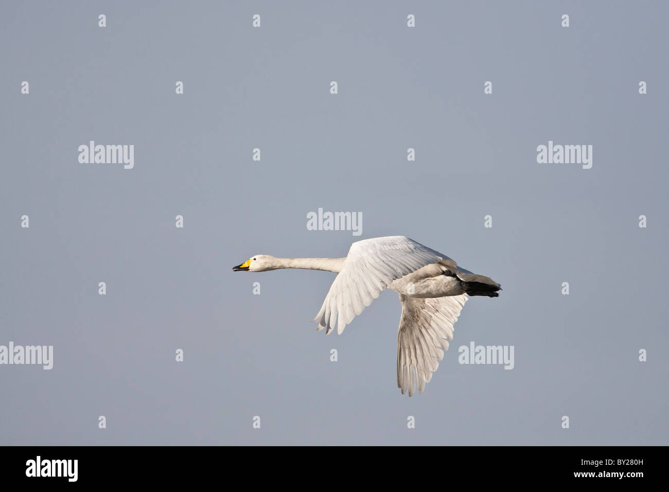 whooper swan in flight against a clear blue sky Stock Photo - Alamy