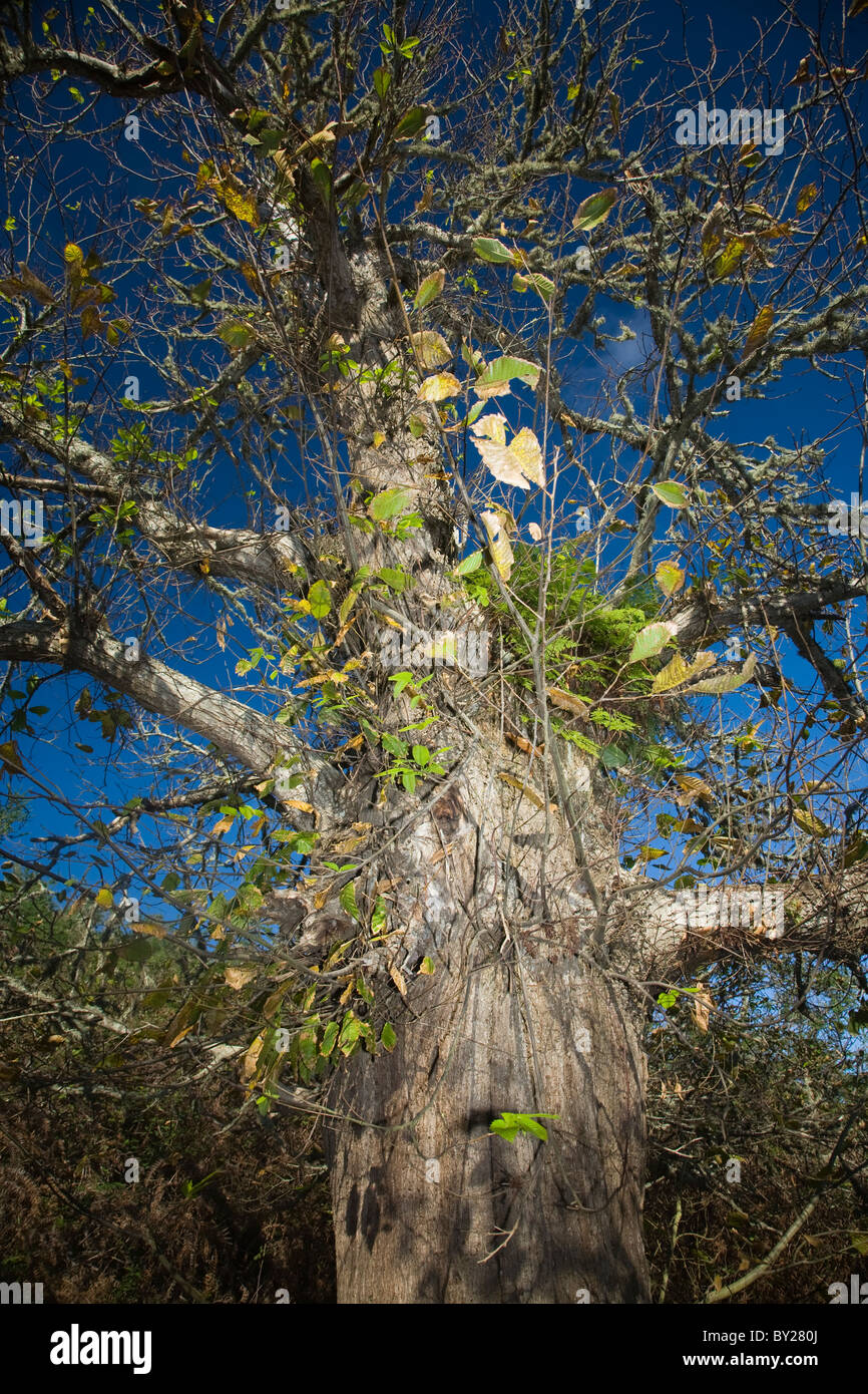Old Chestnut Tree High Resolution Stock Photography and Images - Alamy