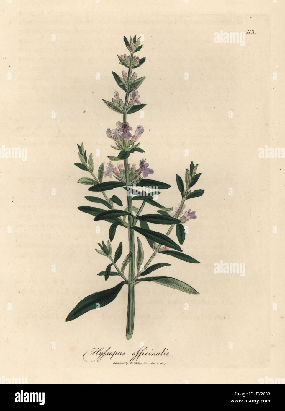 Purple flowered hyssop, Hyssopus officinalis Stock Photo - Alamy
