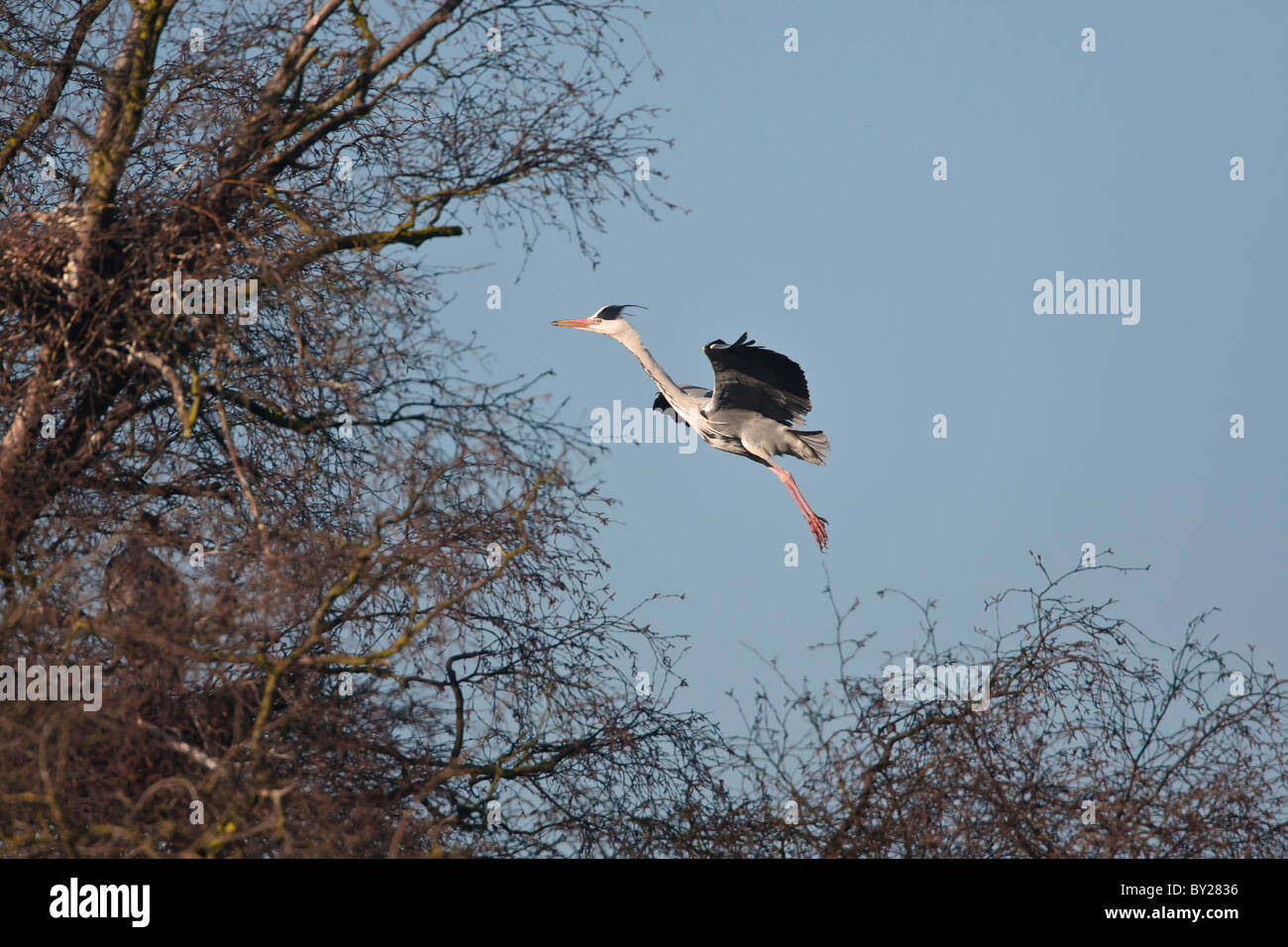 Grey heron in flight returning to the nest with a twig to use as ...