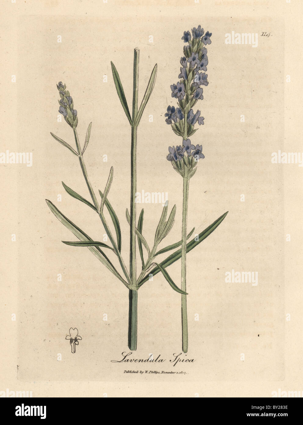 Blue flowered lavender, Lavandula spica Stock Photo - Alamy