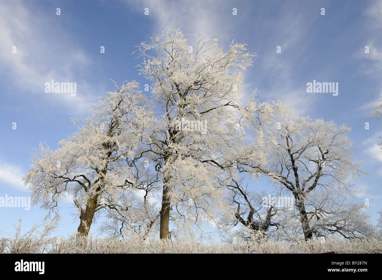 Trees covered in rime frost, Norfolk, UK, December Stock Photo - Alamy