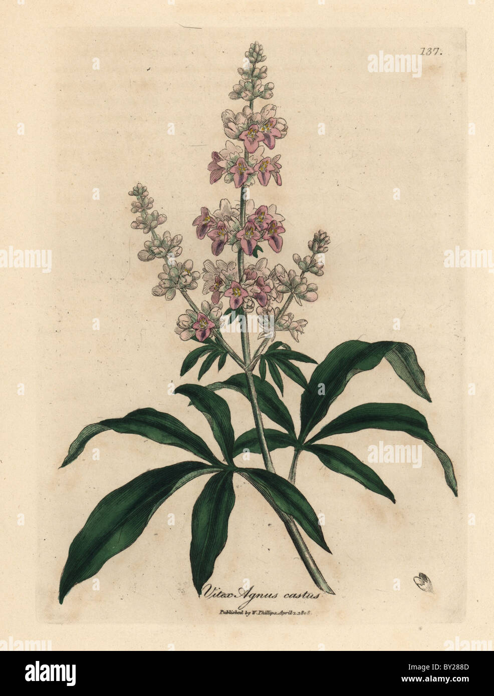 Pink flowered chaste tree, Vitex agnus castus Stock Photo - Alamy