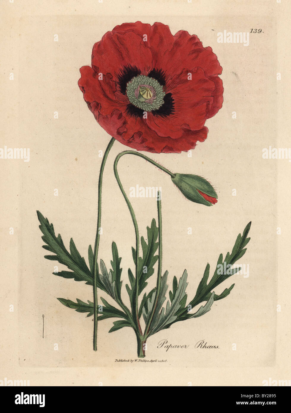 Corn Poppy Drawing