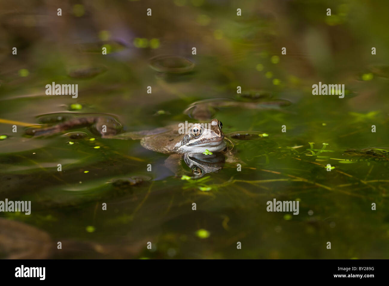 Frog weed pond hi-res stock photography and images - Alamy