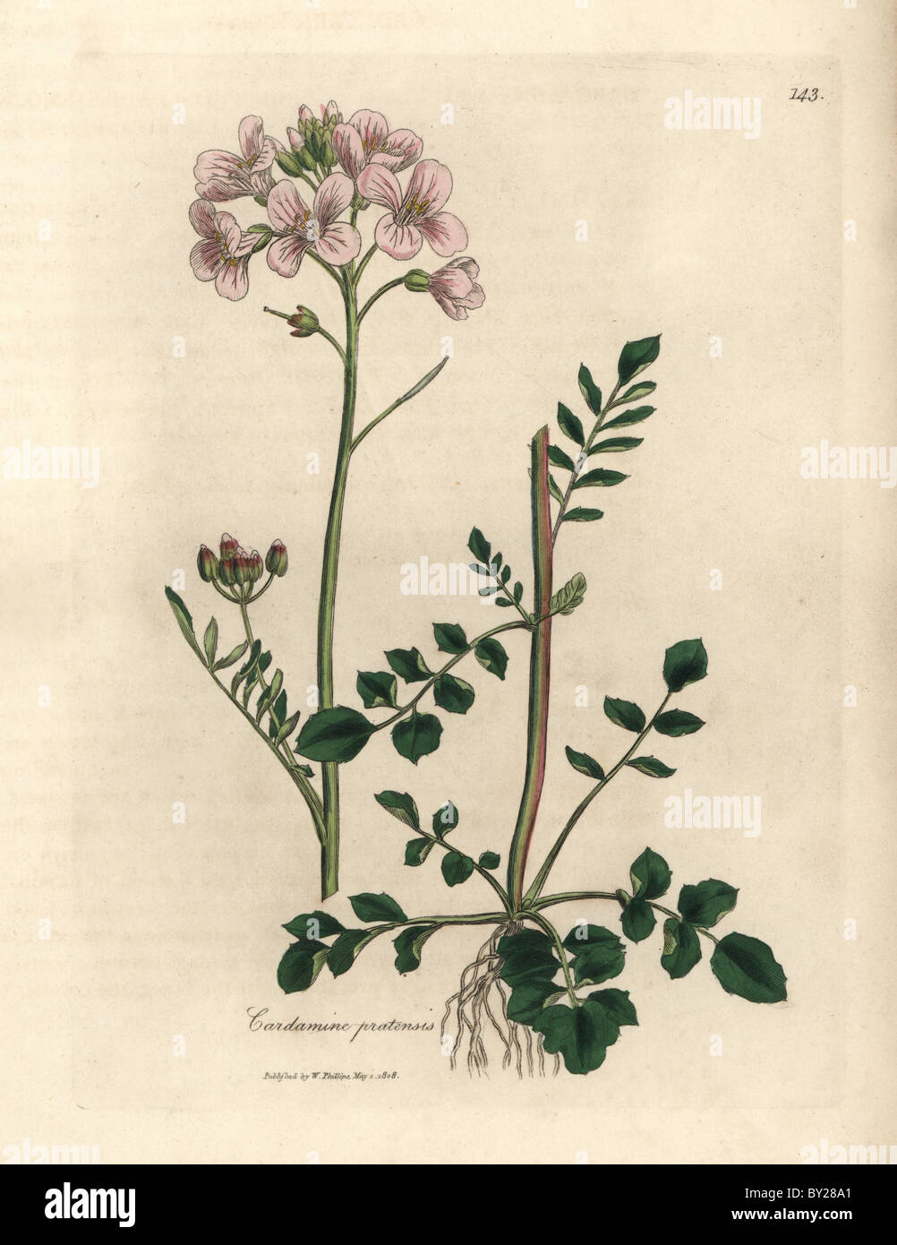 Pink flowered ladies smock or cuckoo-flower, Cardamine pratensis Stock ...