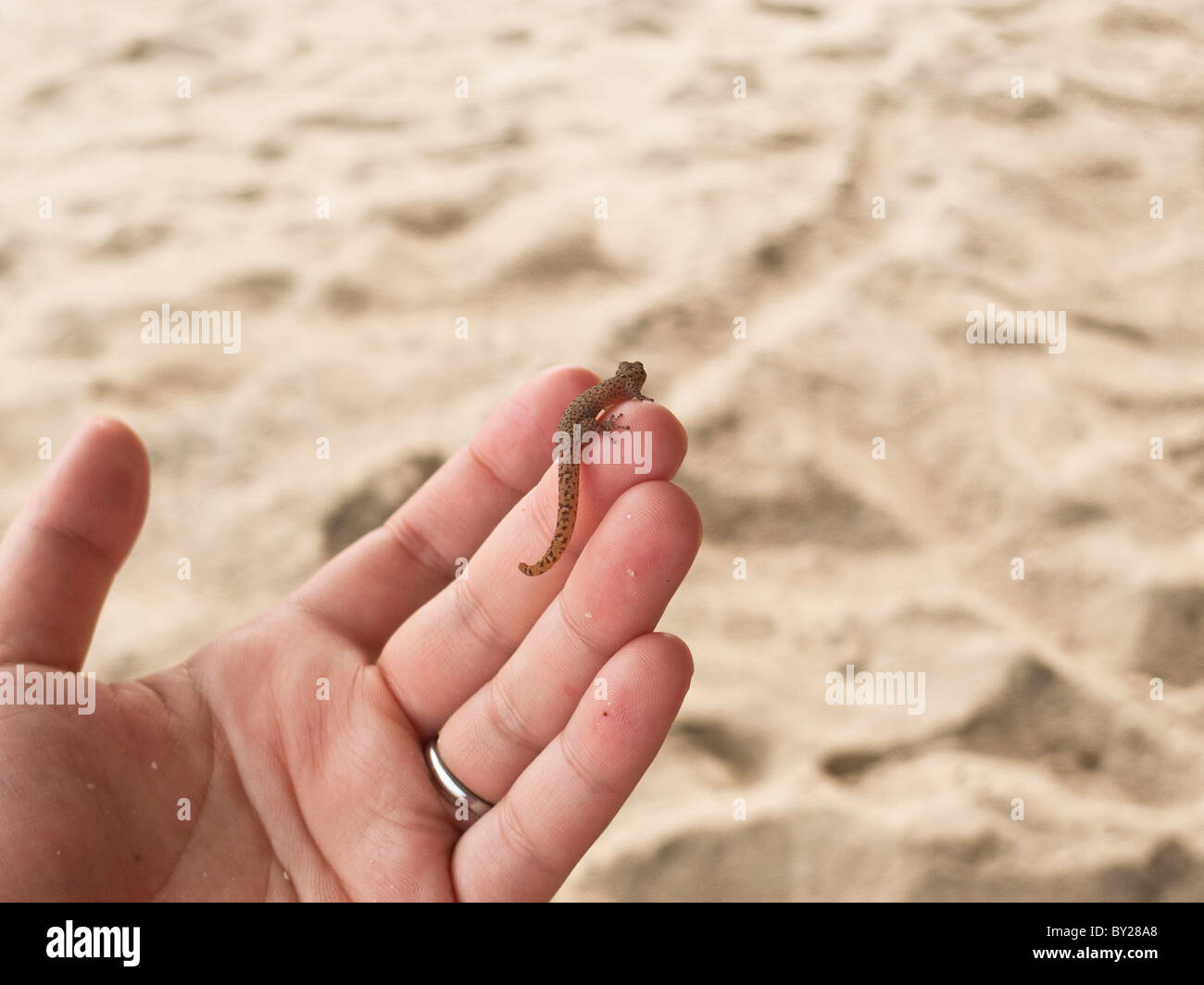 Inflatable gecko hi-res stock photography and images - Alamy